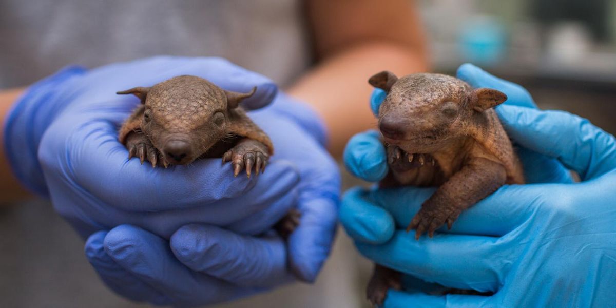 Baby Armadillo 10+ Armadillo Babies Stock Photos, Pictures