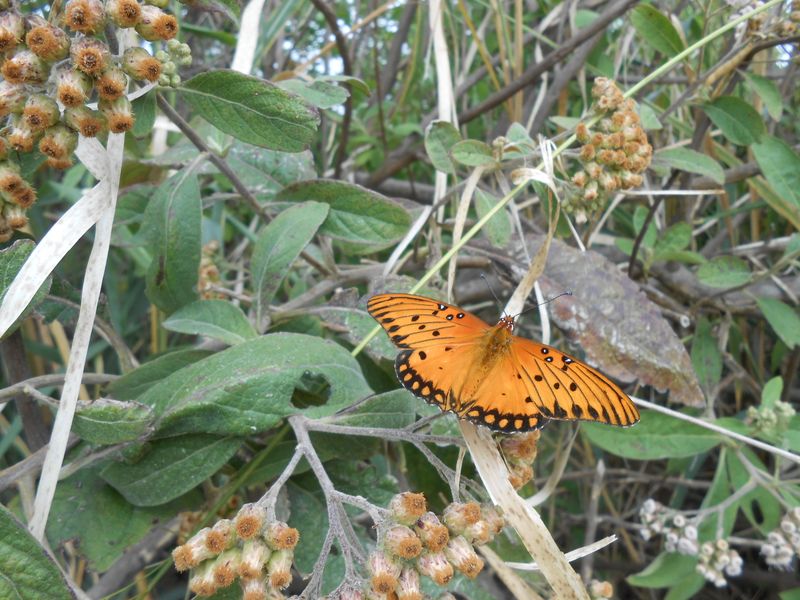 Hawaiian Butterfly | Smithsonian Photo Contest | Smithsonian Magazine