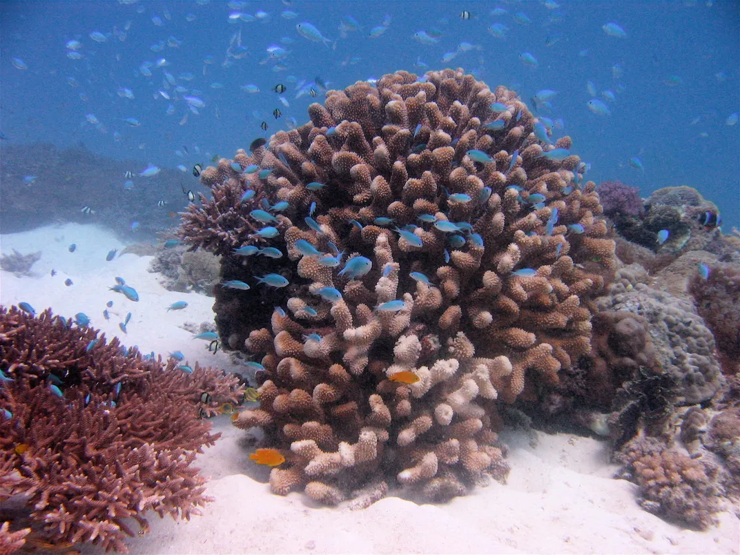 To Survive Mass Extinctions, Reef-Building Corals Retreat to the Deep Blue Sea | Smithsonian ...