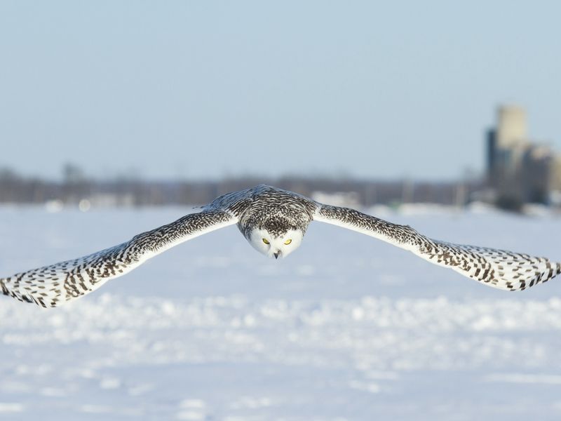 Diving - A snowy owl in flight diving in a farm field outside Ottawa ...