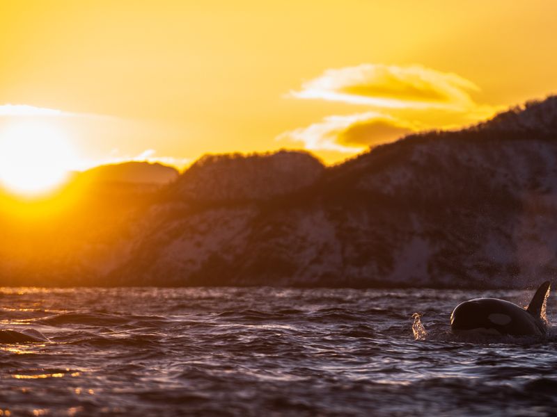 Sunset Orca | Smithsonian Photo Contest | Smithsonian Magazine
