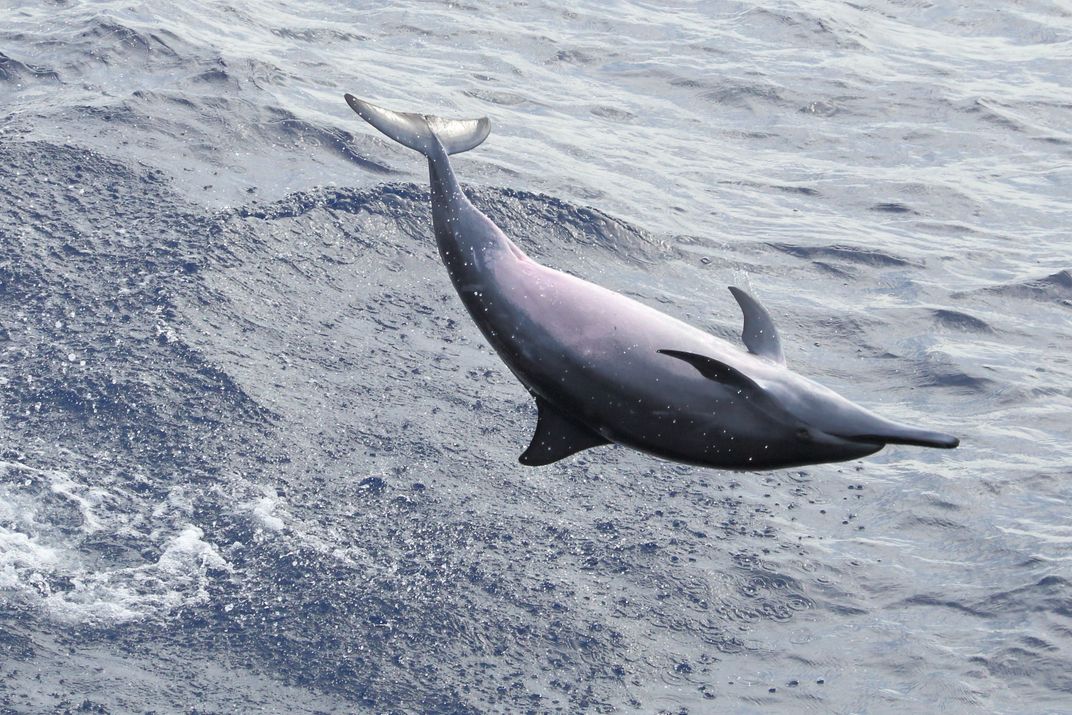 Spinner Dolphin between St. Helena and Ascension Islands | Smithsonian ...
