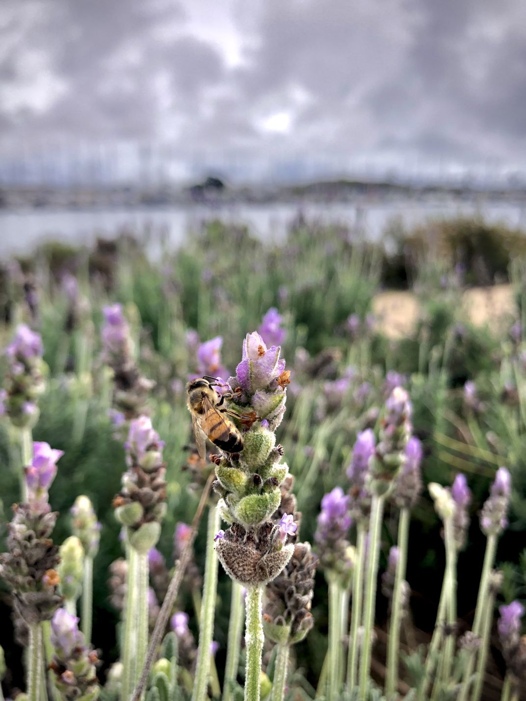 A bee on fringed lavender. | Smithsonian Photo Contest | Smithsonian ...