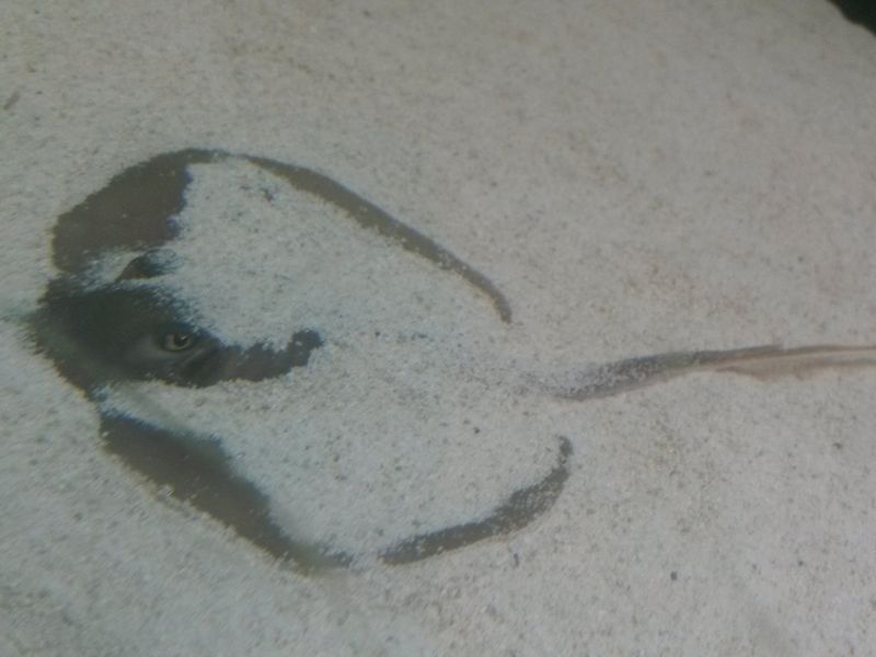 Baby Atlantic stingray buried in the sand. | Smithsonian Photo Contest ...