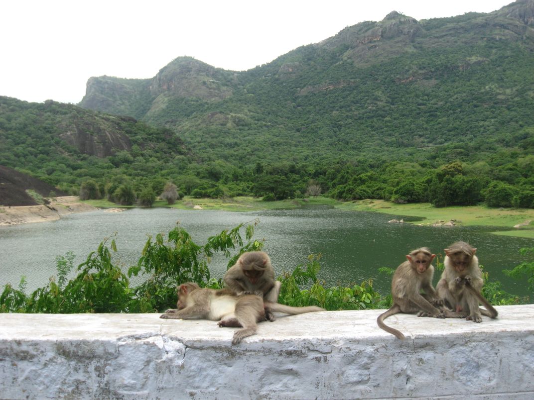 Monkeys in Paradise | Smithsonian Photo Contest | Smithsonian Magazine