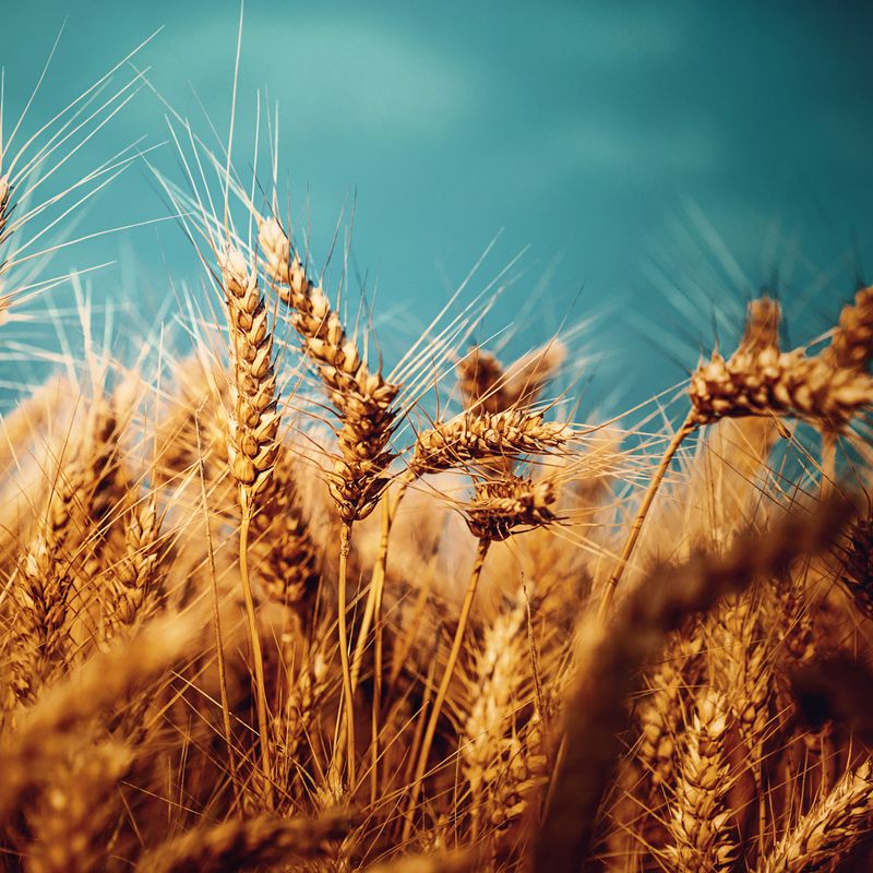 Wheat Background Hd