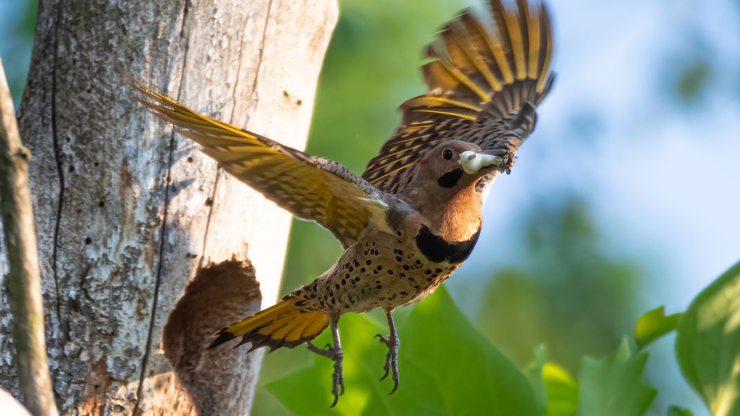 Housekeeping, the Avian Way | Smithsonian Photo Contest | Smithsonian ...