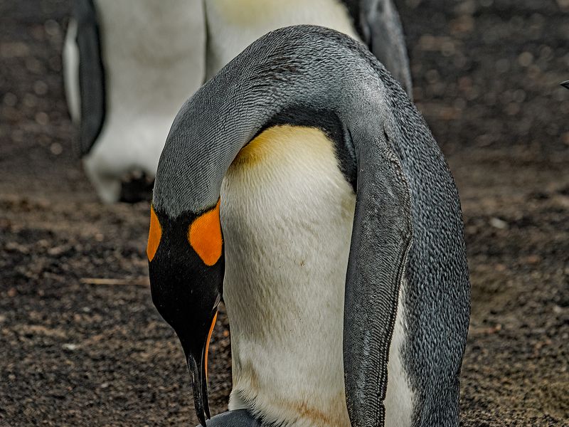King Peguin With Young 1 | Smithsonian Photo Contest | Smithsonian Magazine