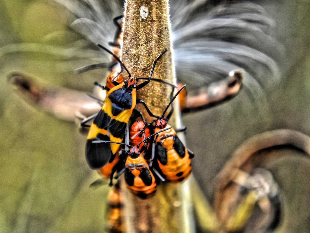 Bugs | Smithsonian Photo Contest | Smithsonian Magazine
