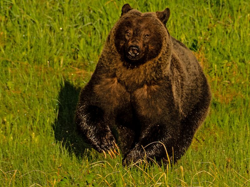 Grizzly Bear Running 2 | Smithsonian Photo Contest | Smithsonian Magazine
