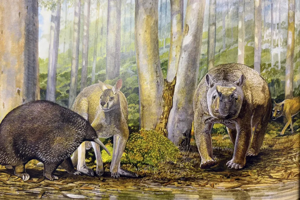 giant kangaroo extinct