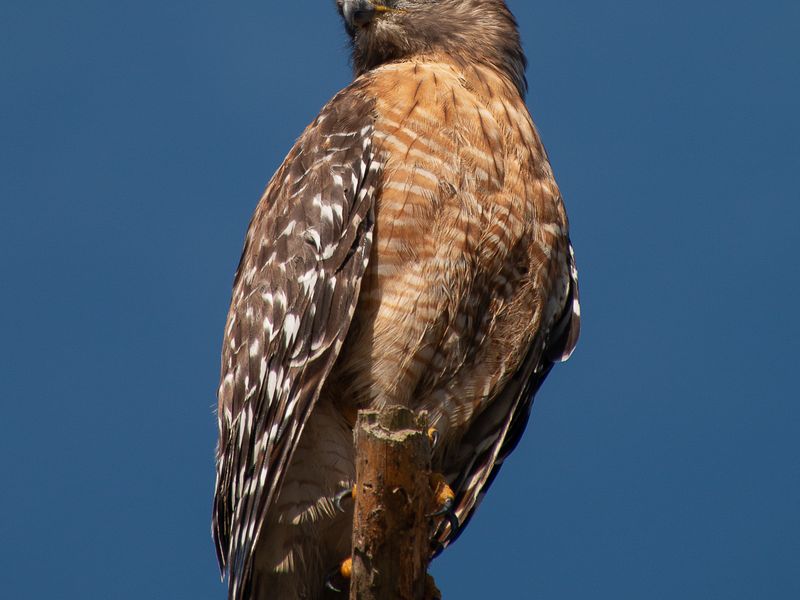 Hawk sitting on a high limb hunting, mid-blink revealing his third ...