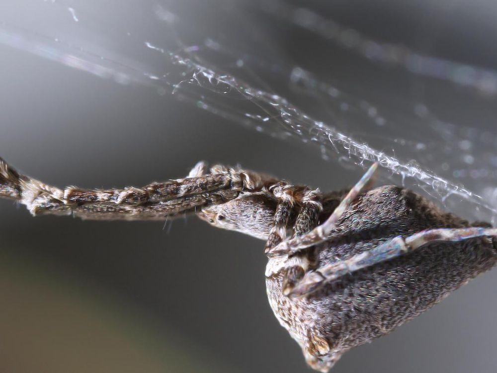 Spiders Spin Electrically Charged Silk To Make It Sticky