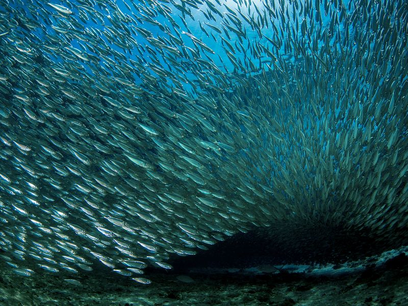 Fish storm | Smithsonian Photo Contest | Smithsonian Magazine