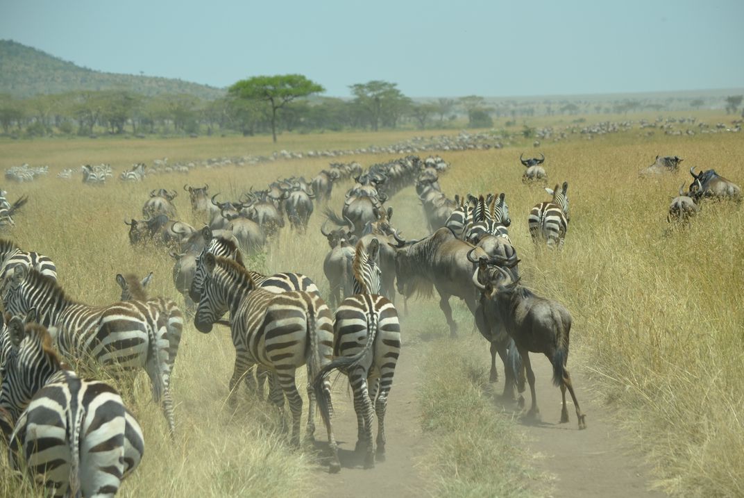 The great migration of wildebeest and zebra on the Serengeti, amid ...