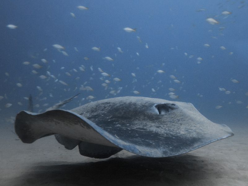 Bull Ray | Smithsonian Photo Contest | Smithsonian Magazine