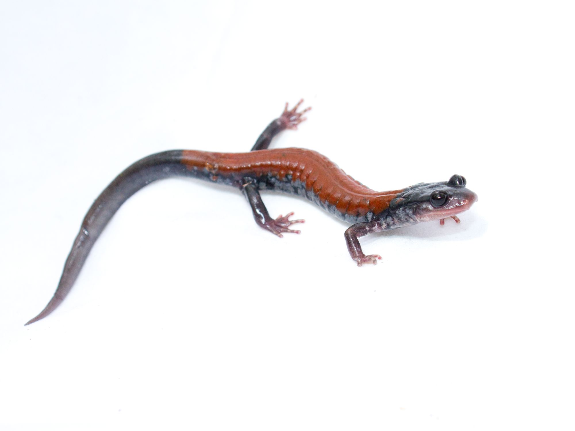 Back from the Dead: Amphibians Continue the Fight Against Extinction ...
