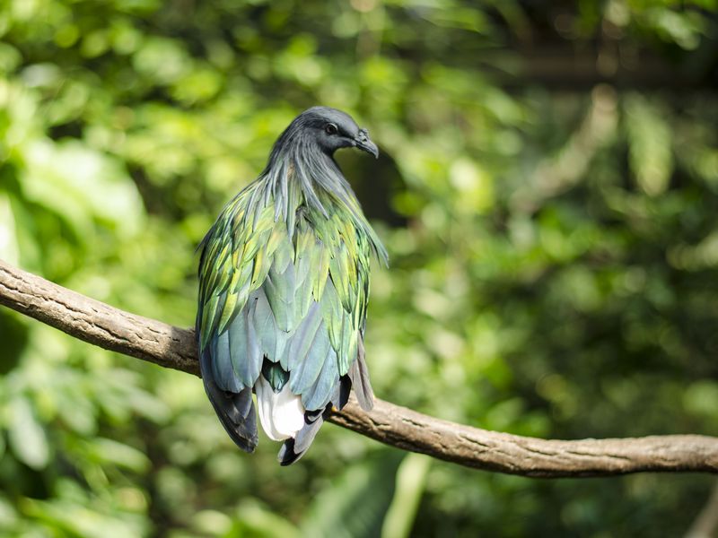 Green bird at the Central Park Zoo | Smithsonian Photo Contest ...