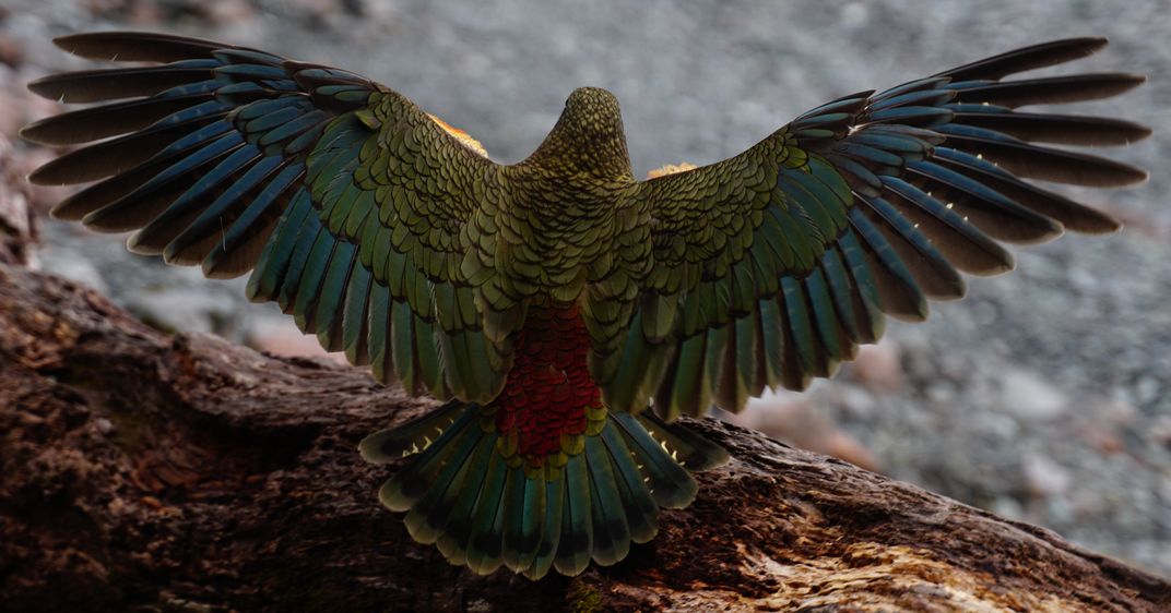 The Colorful Kea Smithsonian Photo Contest Smithsonian Magazine