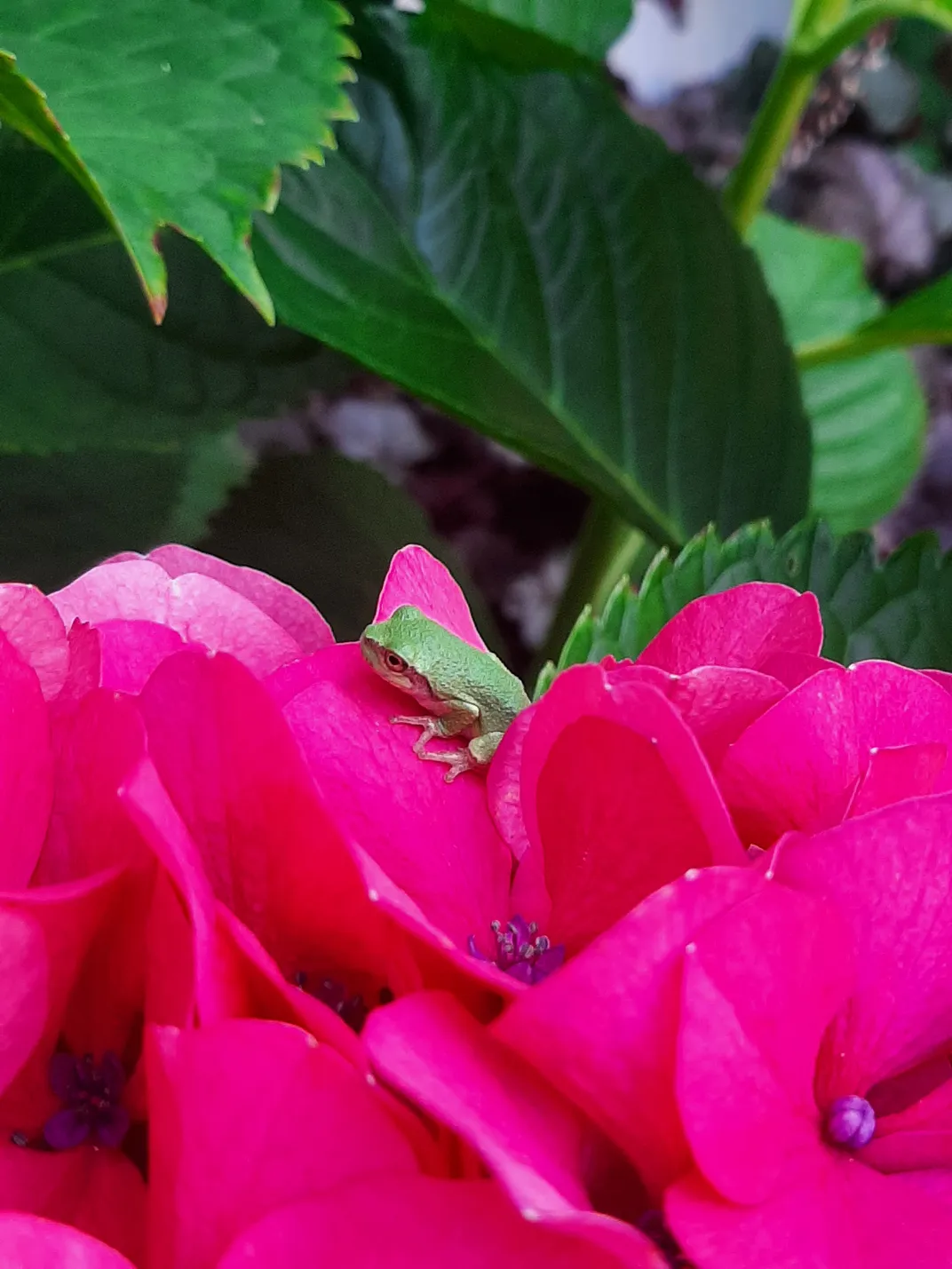 Frog on a Hydrangea | Smithsonian Photo Contest | Smithsonian Magazine