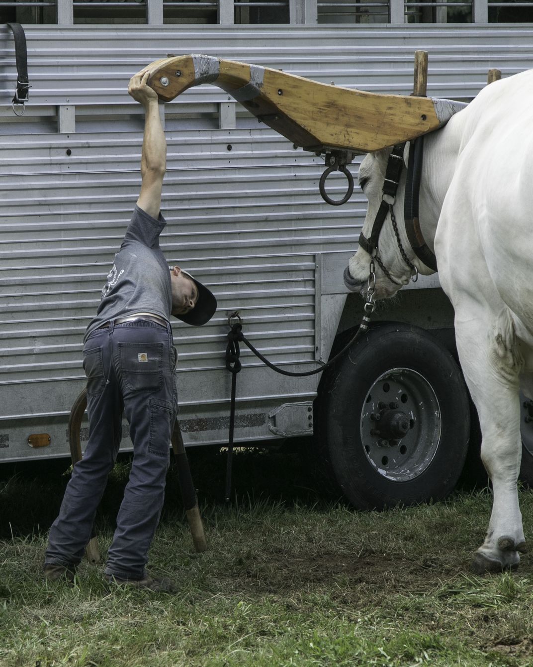 Yoke the Beast | Smithsonian Photo Contest | Smithsonian Magazine