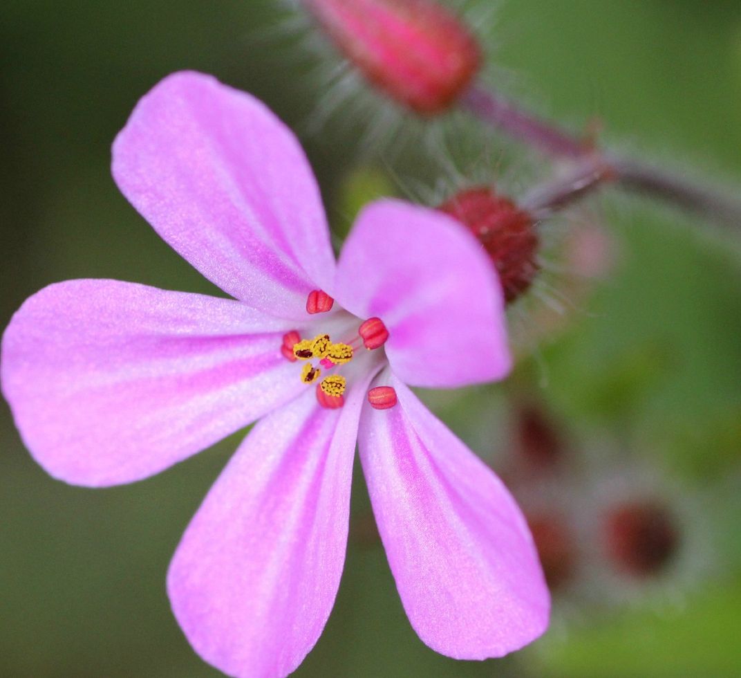 invasive species, Stinky bob | Smithsonian Photo Contest | Smithsonian ...