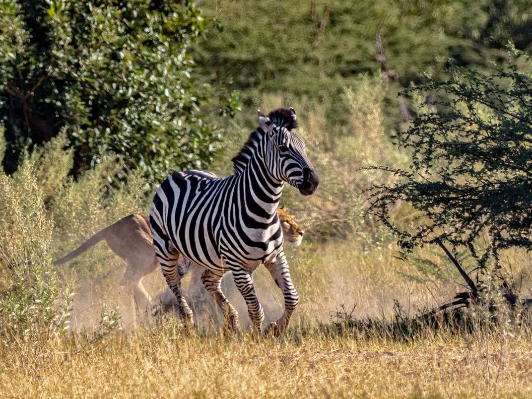 Very Lucky Zebra | Smithsonian Photo Contest | Smithsonian Magazine