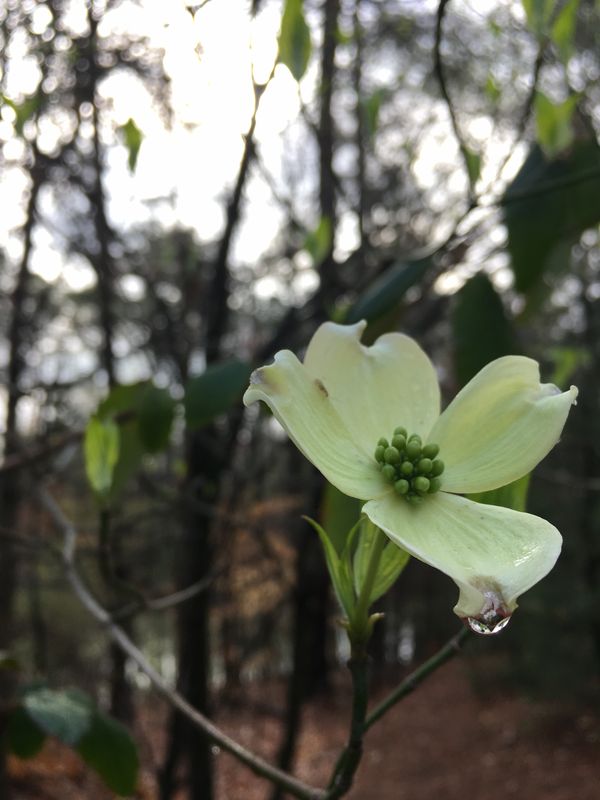 Latest dogwood Photos | Smithsonian Photo Contest | Smithsonian Magazine