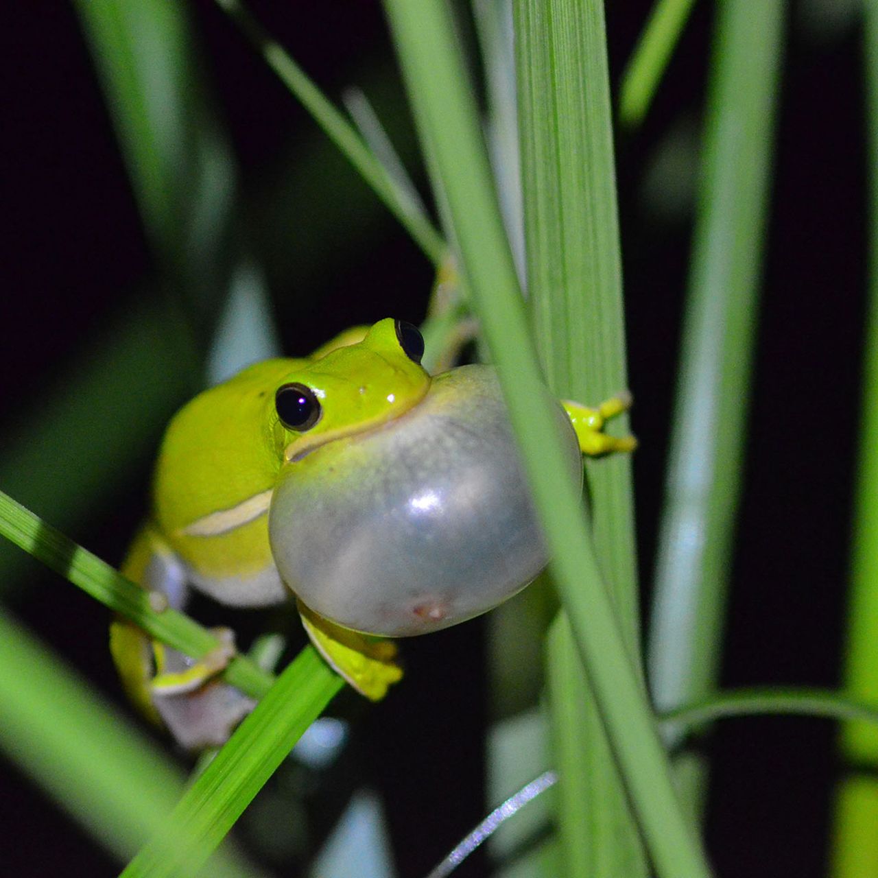 glottis tube frog function