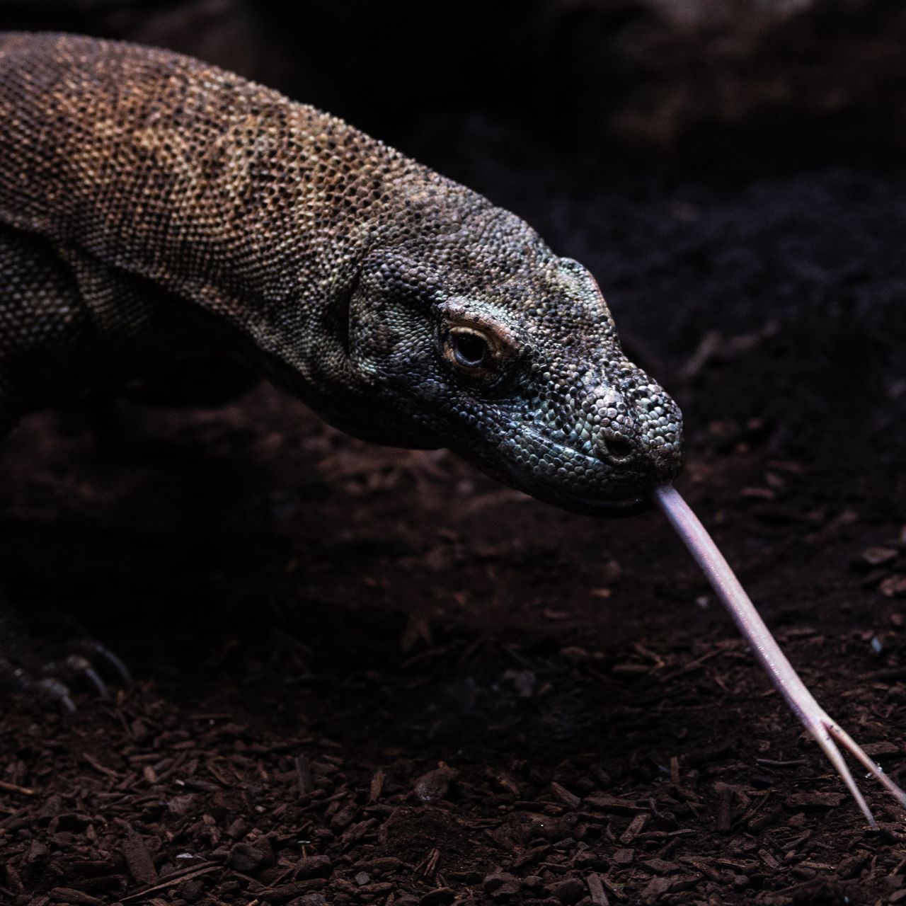 how to draw a komodo dragon video