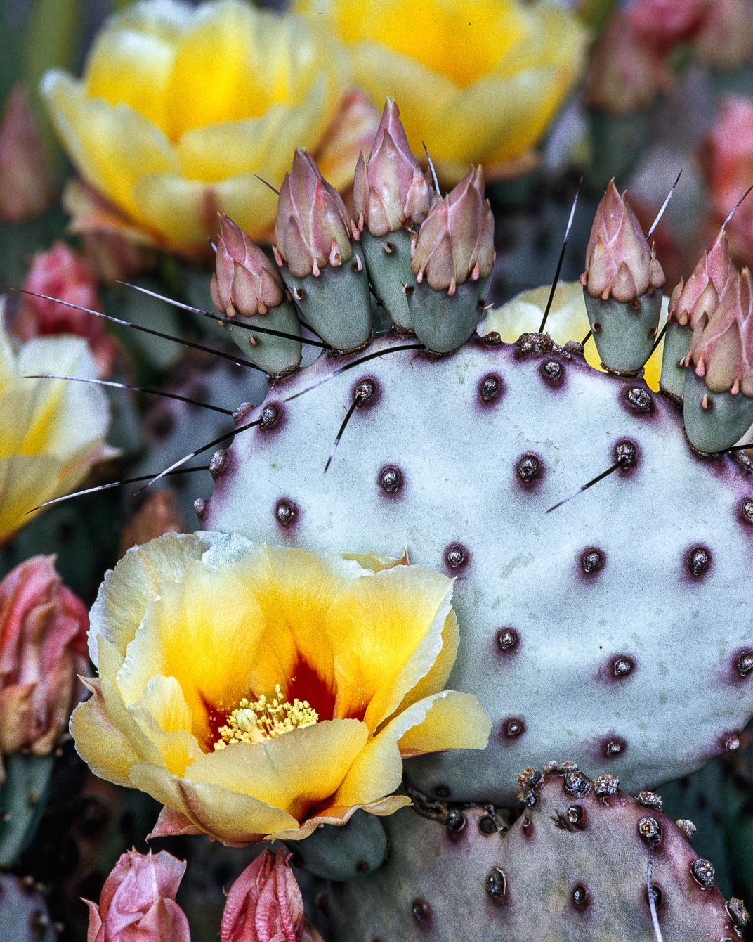 Prickly Pear on Klein Ranch | Smithsonian Photo Contest | Smithsonian ...