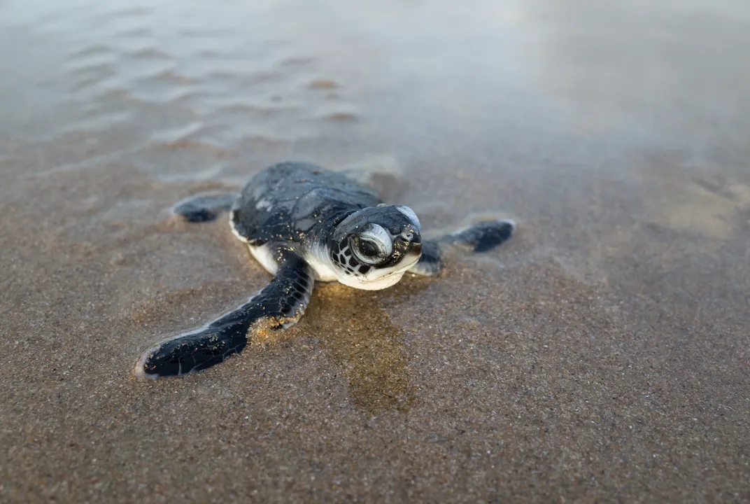 turtle hatching on beach