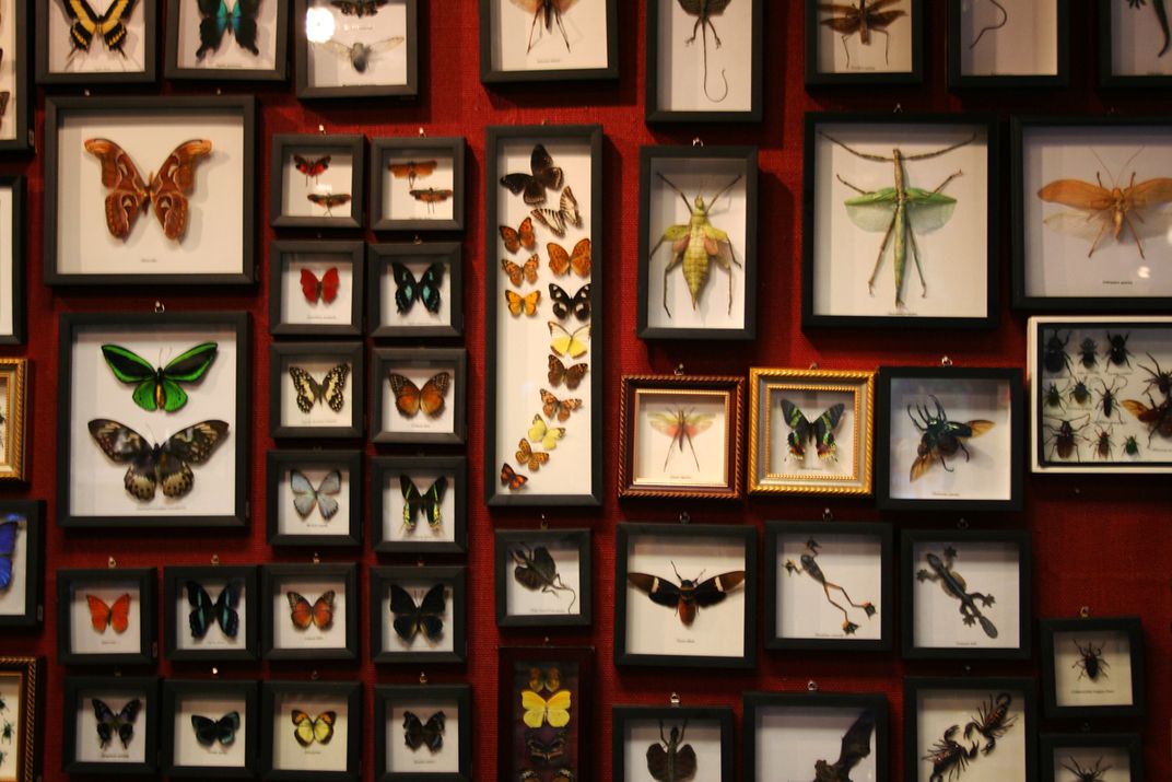 Various insects on display at the Ye Olde Curiosity Shoppe in Seattle ...