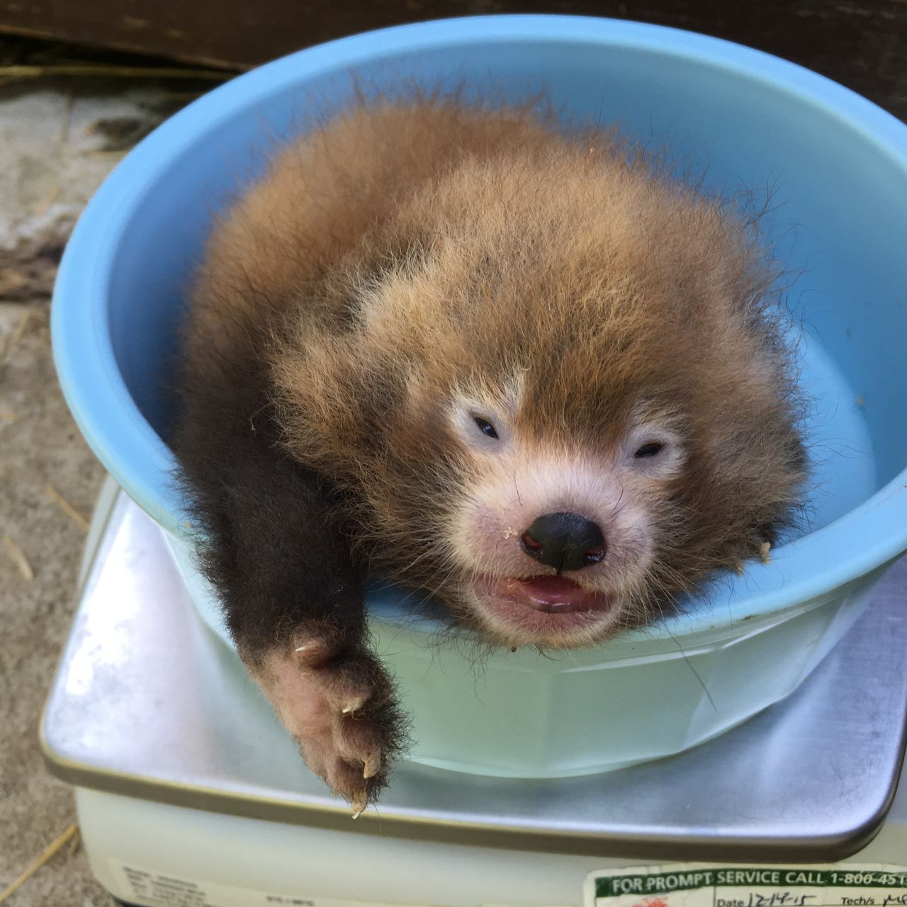 newborn red panda