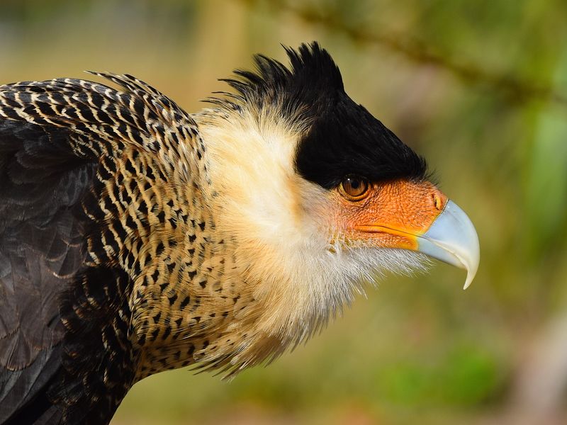 Crested Caracara | Smithsonian Photo Contest | Smithsonian Magazine
