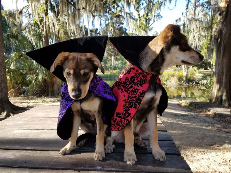 swamp pups | Smithsonian Photo Contest | Smithsonian Magazine