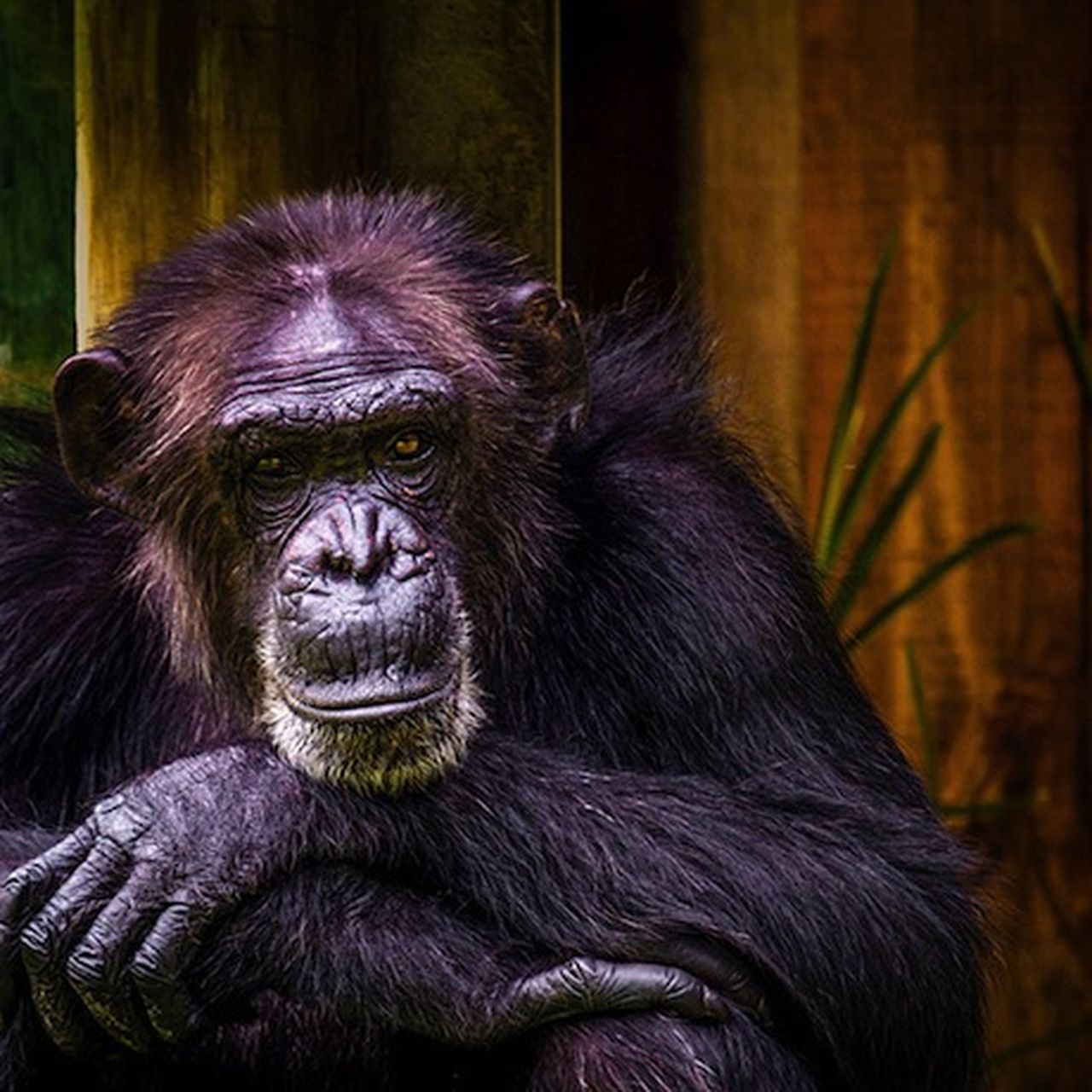 Chimpanzee Strength How Animals Transfer Power From One Leader To