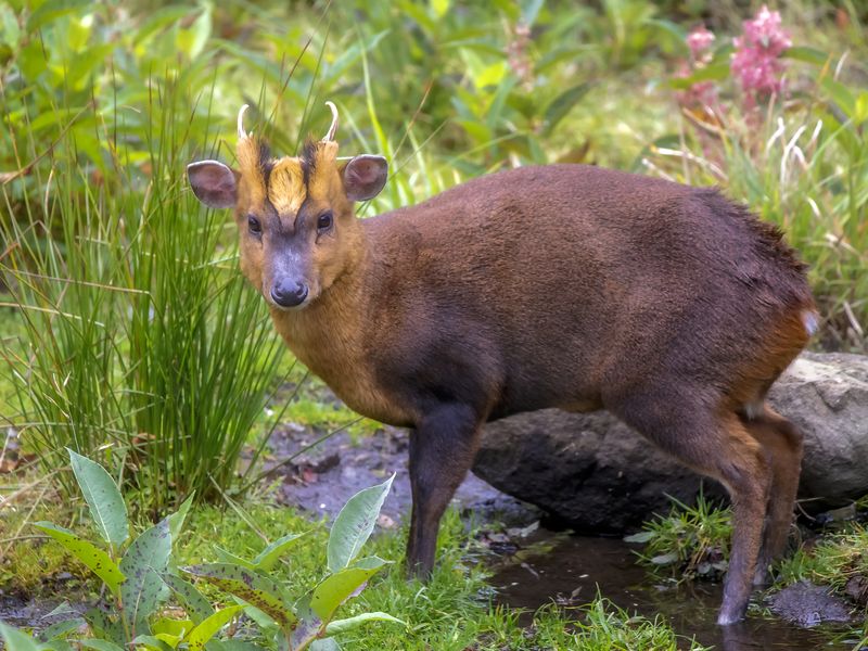 Reeve's Muntjac | Smithsonian Photo Contest | Smithsonian Magazine