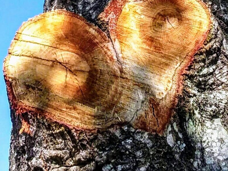 Love Tree | Smithsonian Photo Contest | Smithsonian Magazine