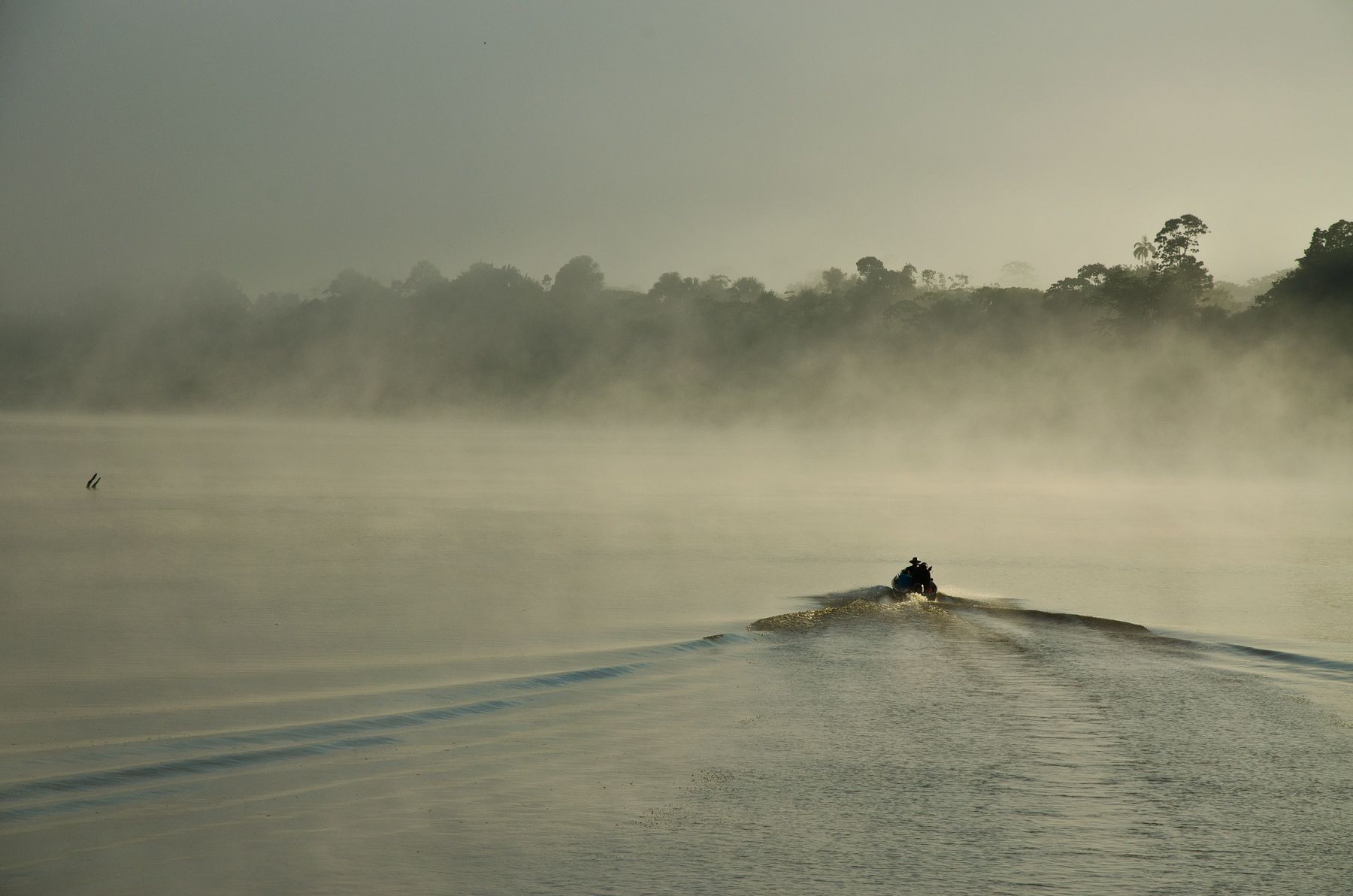 Discovery and Danger: The Shocking Fishes of the Amazon's Final ...
