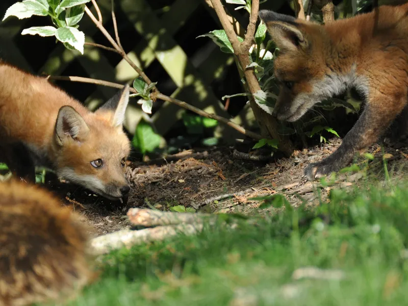 Baby foxes playing. | Smithsonian Photo Contest | Smithsonian Magazine