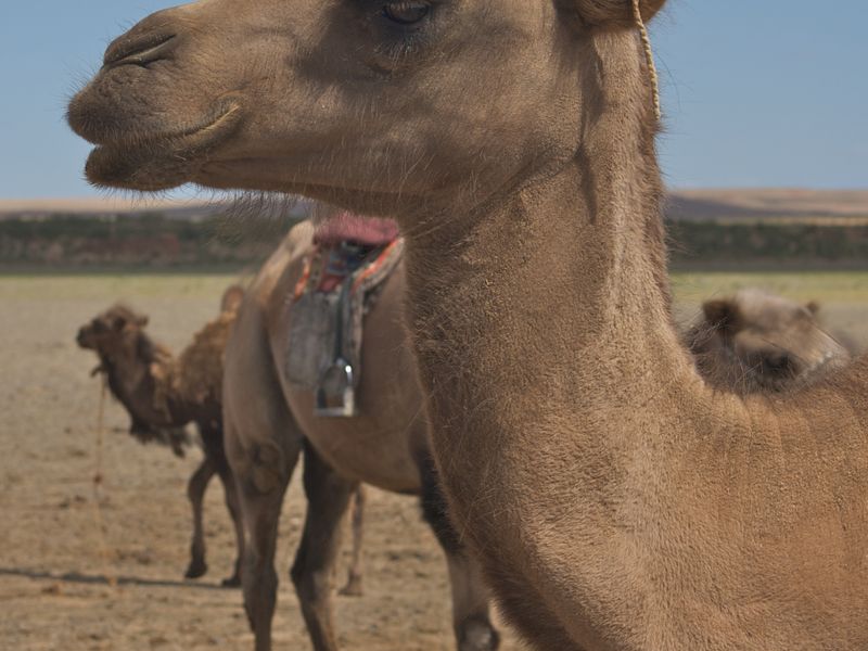 Camel with long eyelashes. | Smithsonian Photo Contest | Smithsonian ...