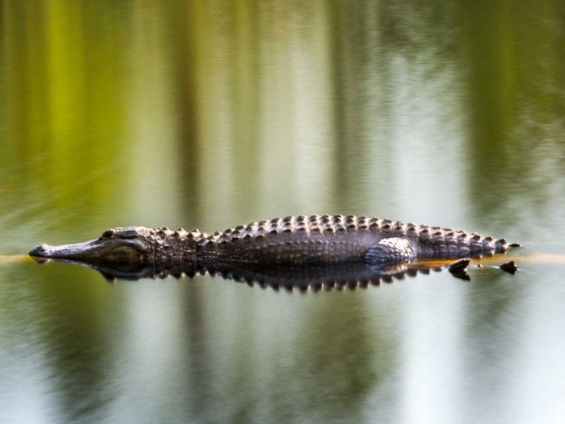 An American Alligator Laying Calmly on a Log | Smithsonian Photo ...