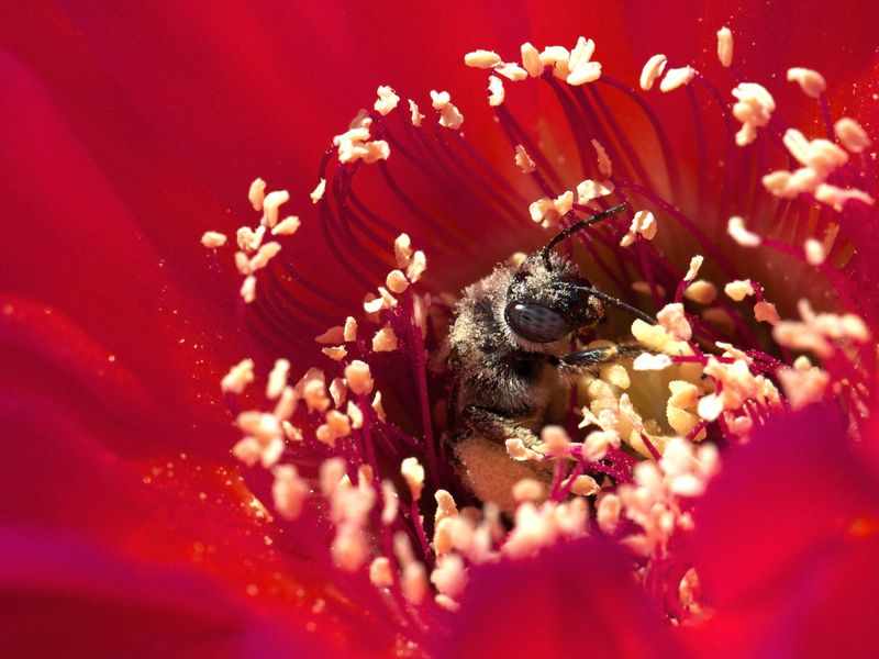 Bloom | Smithsonian Photo Contest | Smithsonian Magazine