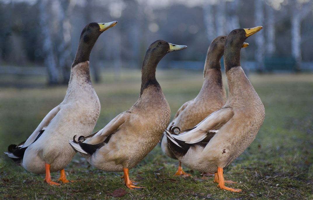 Duck Pride | Smithsonian Photo Contest | Smithsonian Magazine