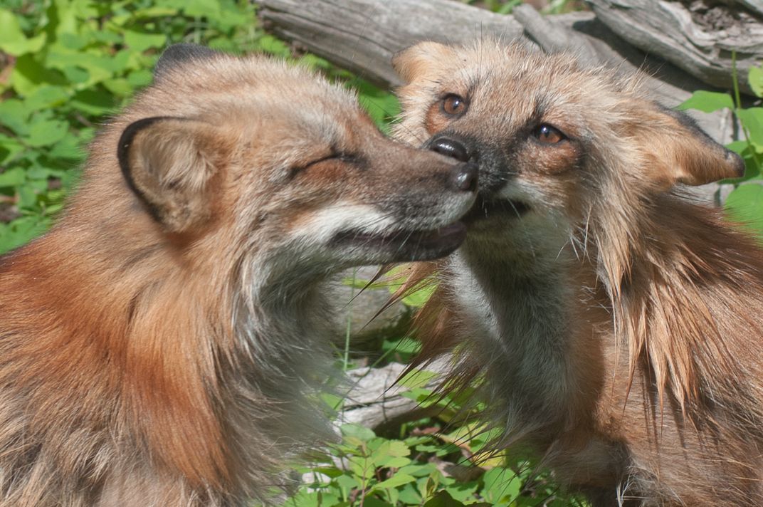 Foxy Greeting | Smithsonian Photo Contest | Smithsonian Magazine