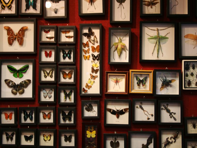 Various insects on display at the Ye Olde Curiosity Shoppe in Seattle ...