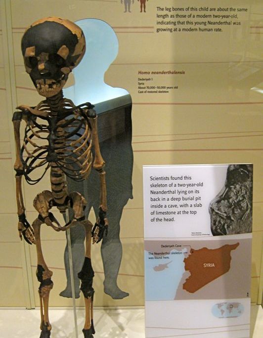 differences between neanderthals and humans