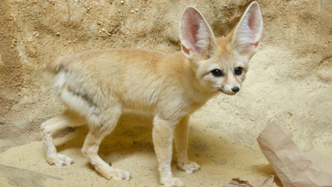 name five desert animals