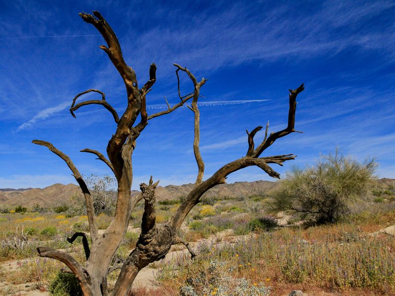 Lonely Tree | Smithsonian Photo Contest | Smithsonian Magazine